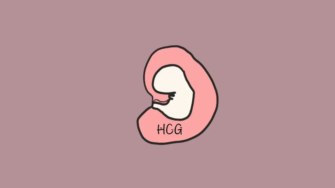 全面了解HCG，看这一篇就够了！ - 曼达拉国际辅助生殖